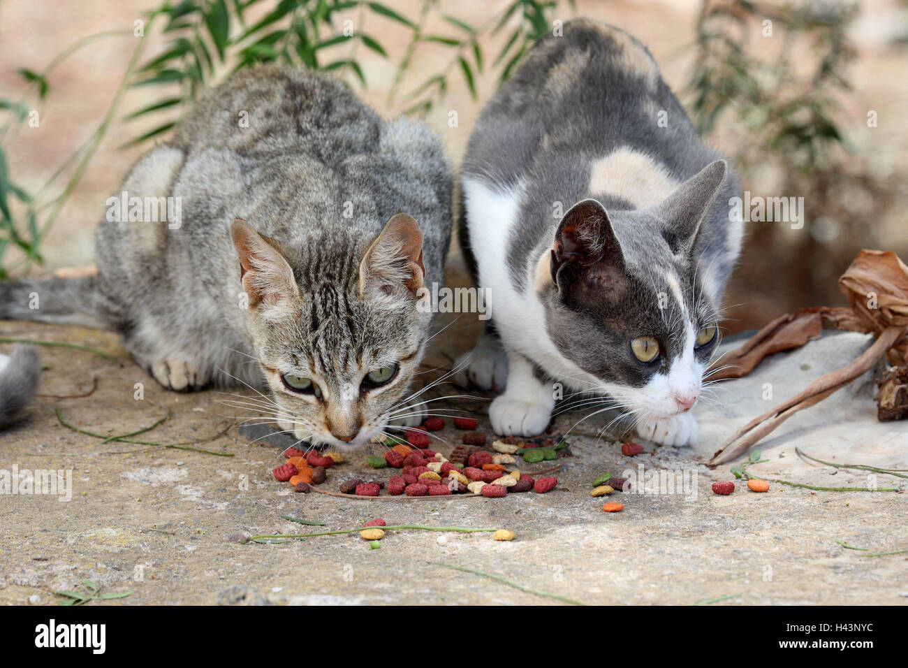 House cats, two, lining space, dry fodder, eat Stock Photo - Alamy