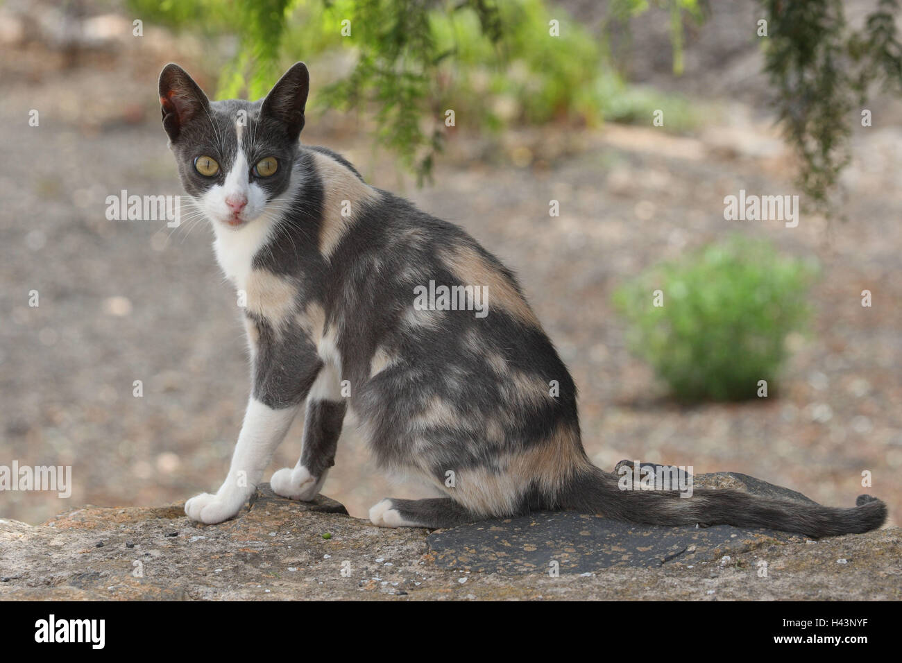 House cat, three-coloured, sit, side view Stock Photo - Alamy