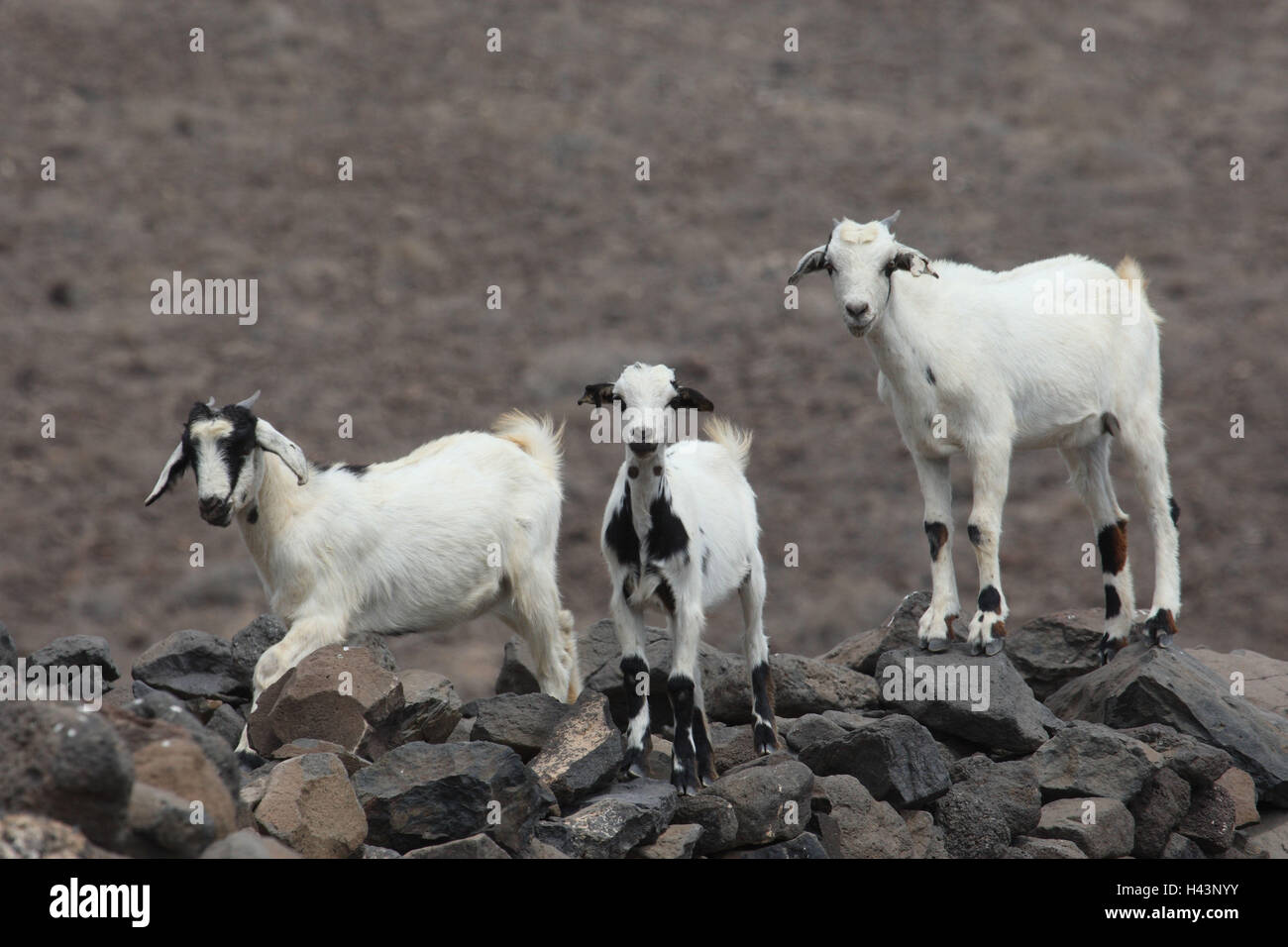 Goats hi-res stock photography and images - Alamy