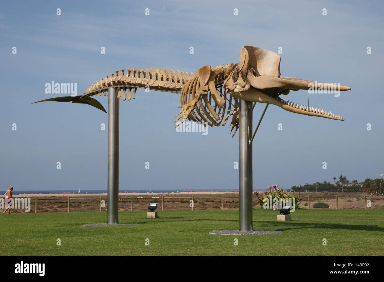Sperm whale skeleton hi-res stock photography and images - Alamy