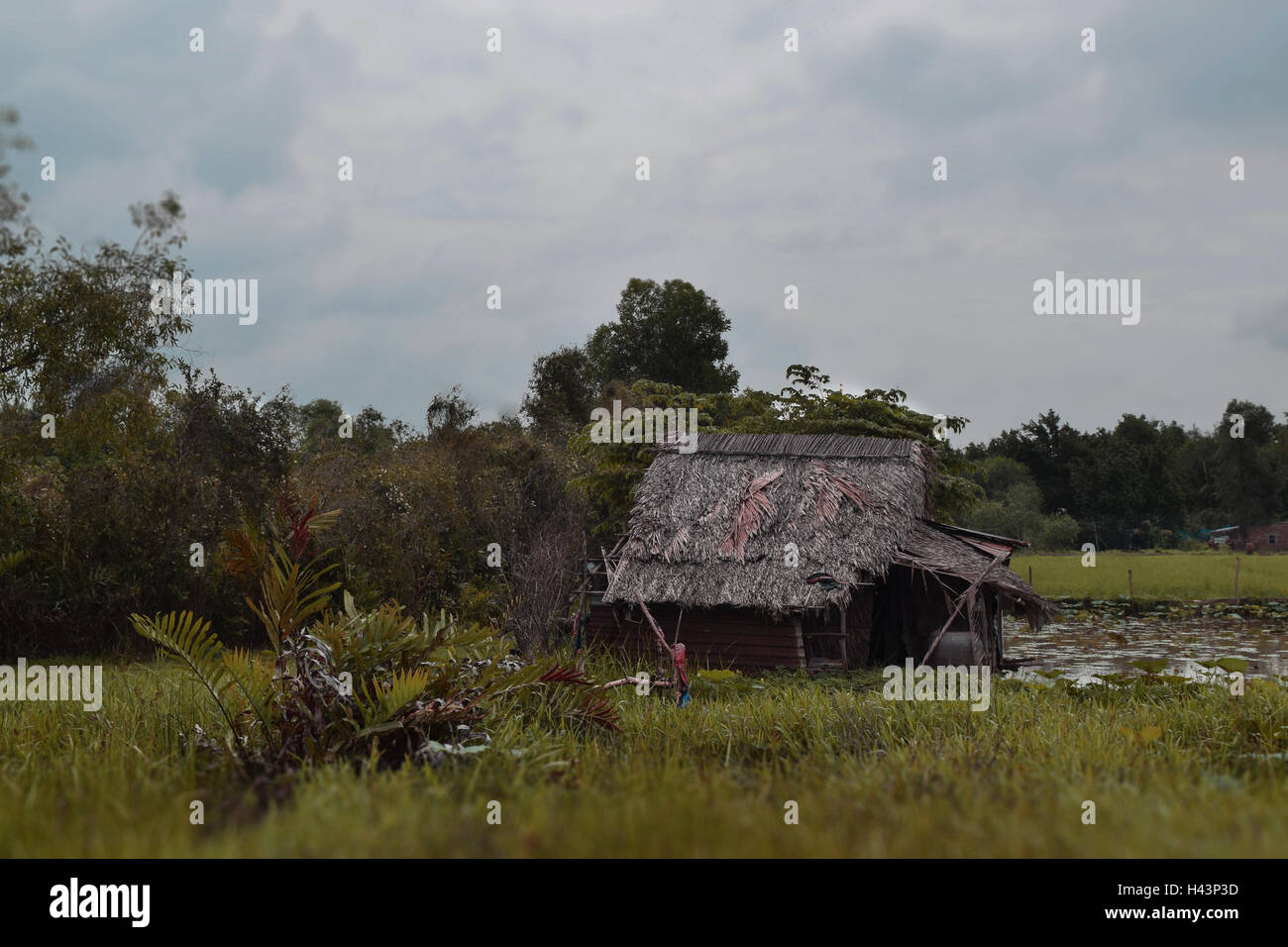 countryside cottage hut made by leaves with meadow Stock Photo - Alamy