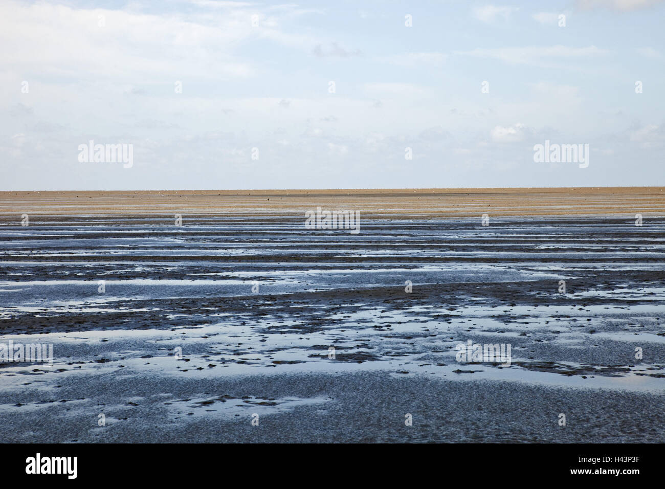 The North Sea, watt, low tide Stock Photo - Alamy