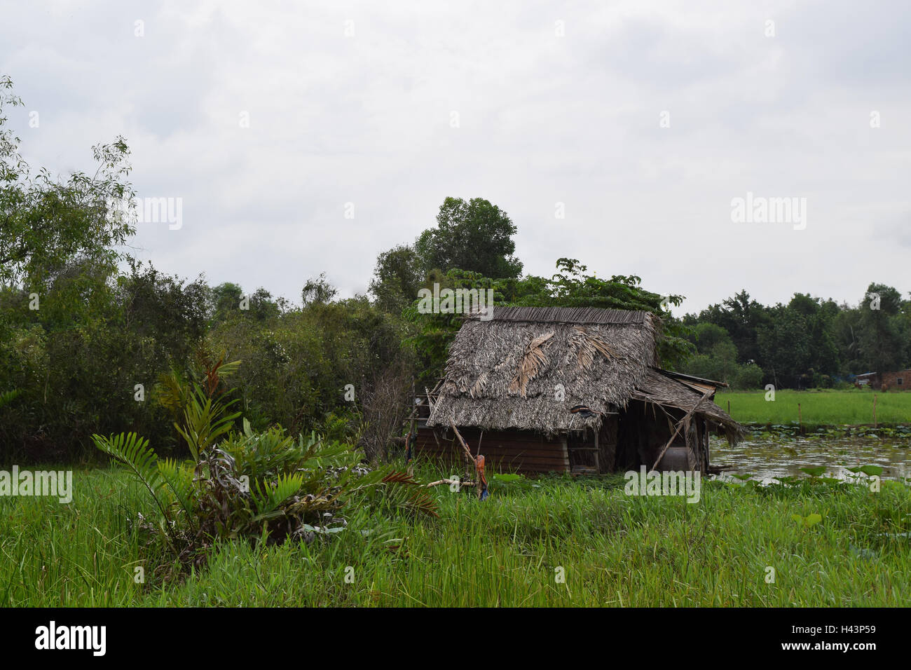 countryside cottage hut made by leaves with meadow Stock Photo - Alamy