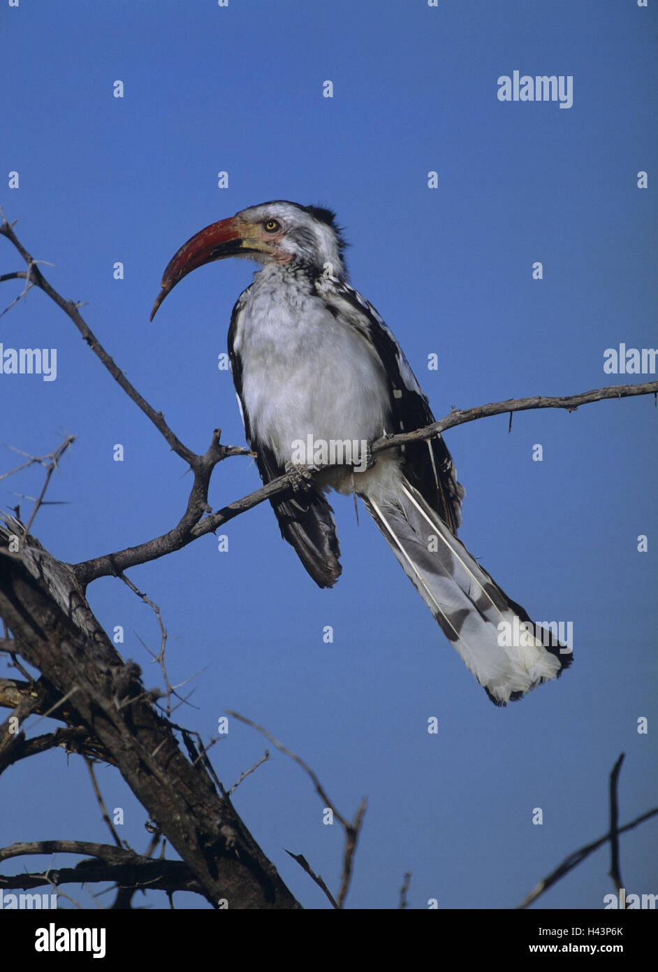 Forks, Rotschnabeltoko, Tockus erythrorhynchus, Africa, Namibia, animal ...