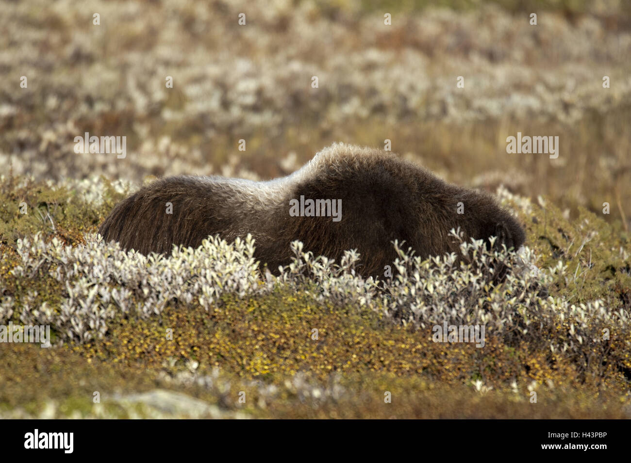 Musk ox, Ovibos moschatus, Norway, Dovrefjell, autumn, cow Stock Photo ...