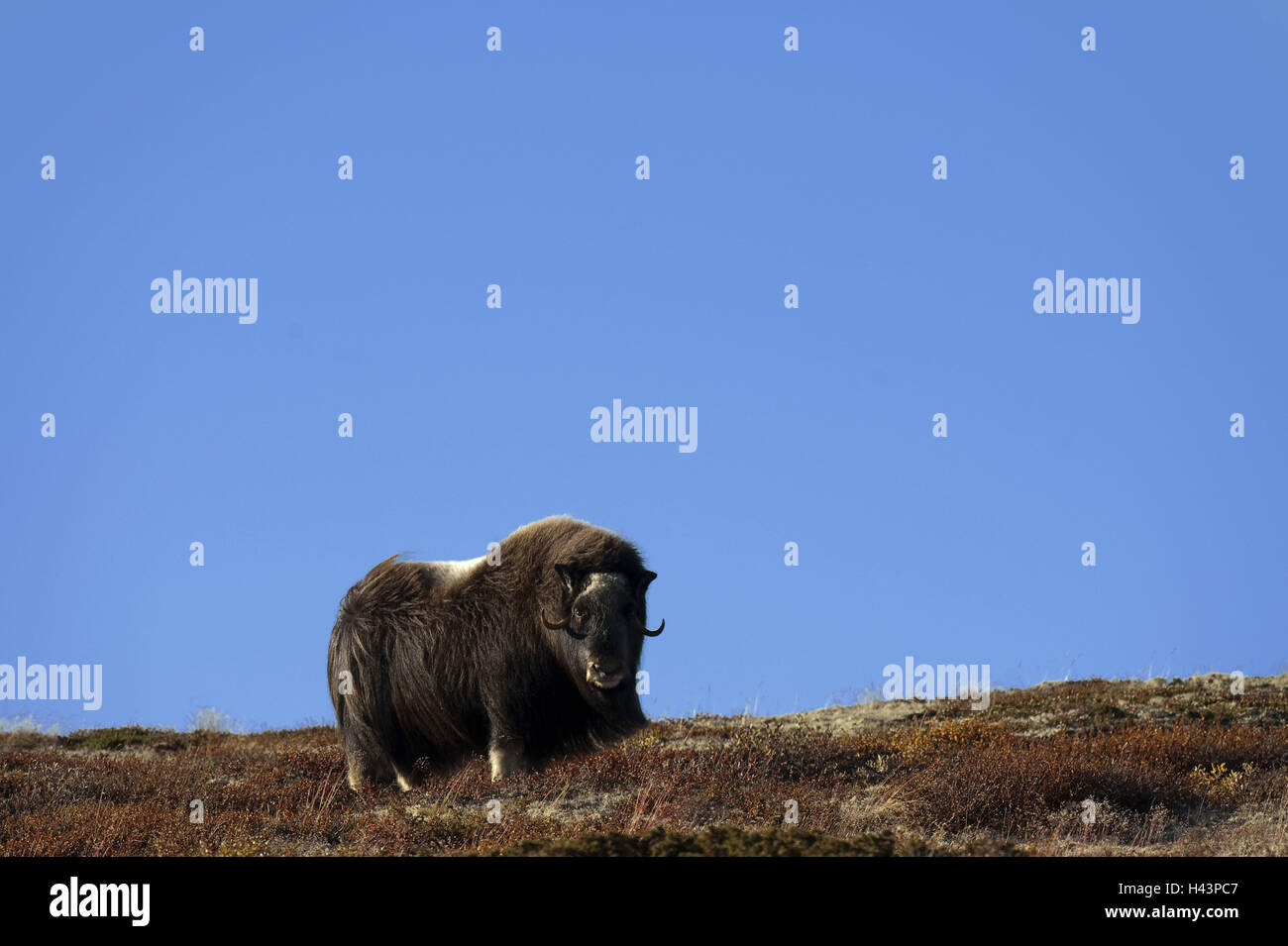 Musk ox, Ovibos moschatus, Norway, Dovrefjell, autumn, cow Stock Photo ...