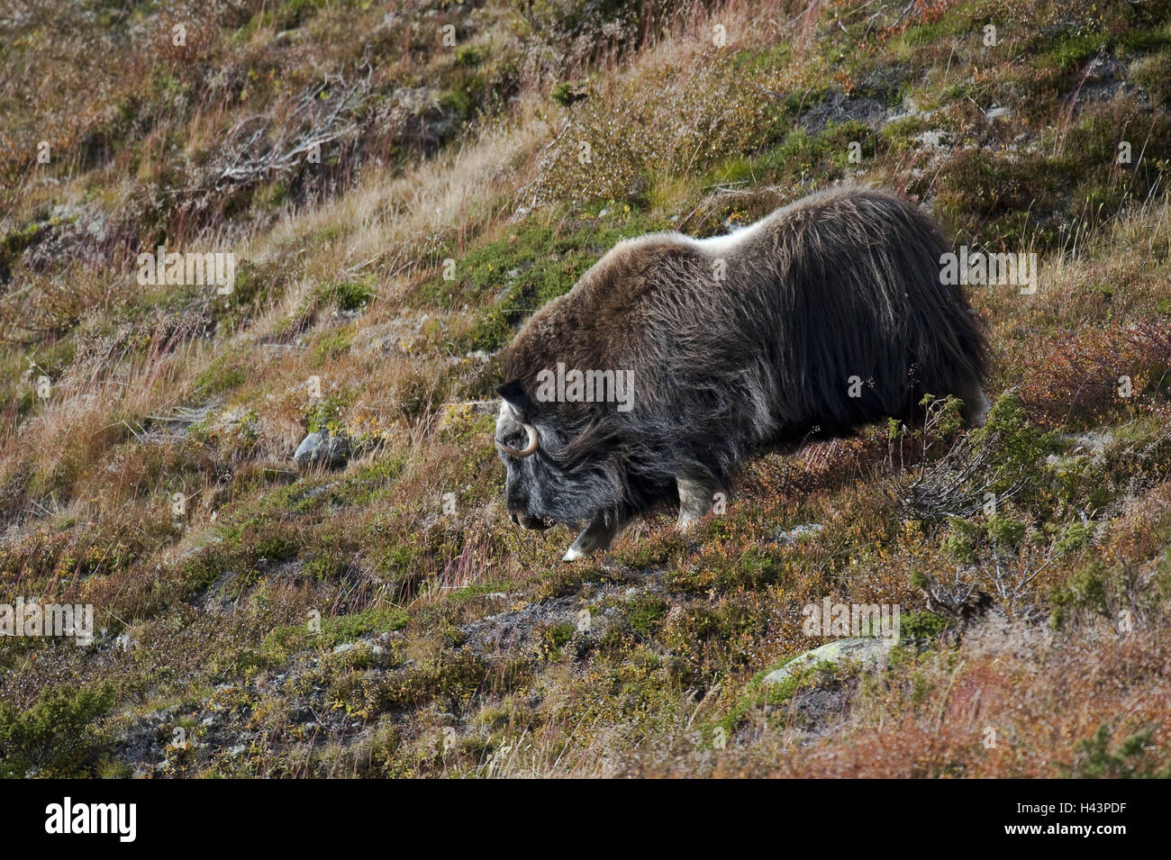 Musk ox, Ovibos moschatus, Norway, Dovrefjell, autumn, cow Stock Photo ...
