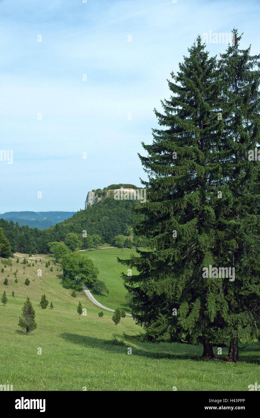 Germany, Baden-Wurttemberg, living, in the Tann, mountain Schaf, view ...