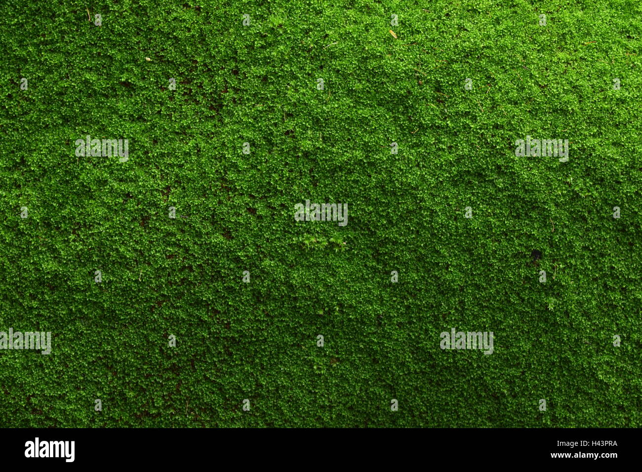 green moss background Stock Photo - Alamy