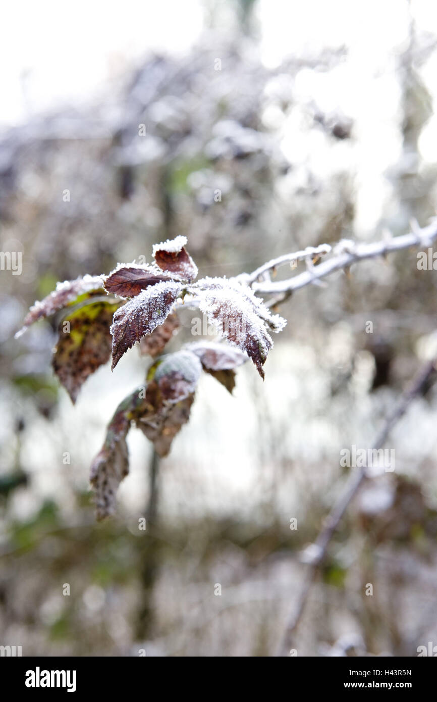Shrubs, detail, hoarfrost Stock Photo - Alamy