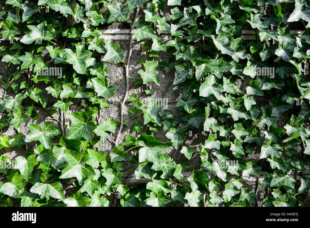 Ivy tendrils hi-res stock photography and images - Alamy