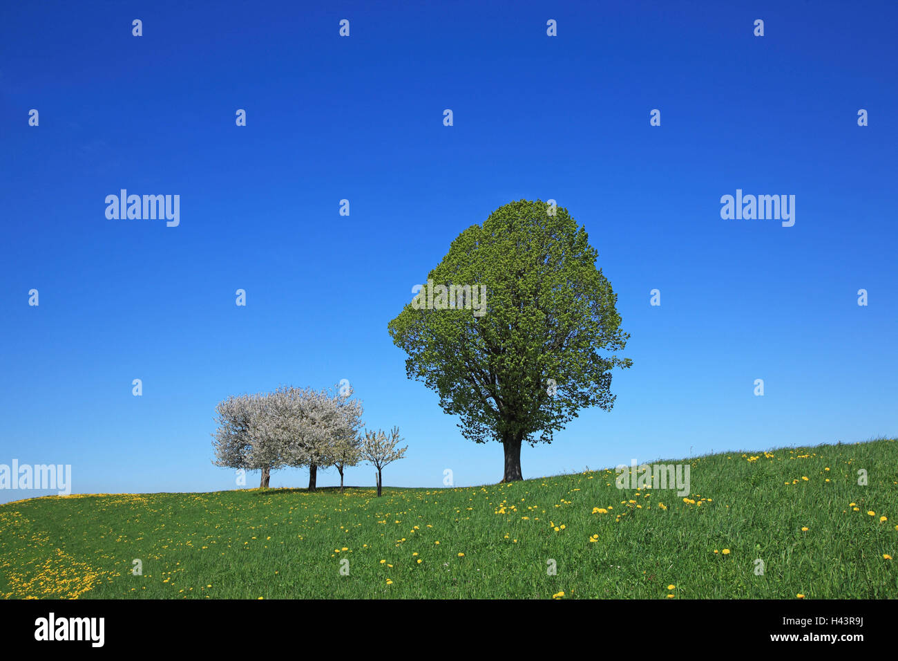 Switzerland, Emmental, field scenery, trees, spring, scenery, meadow ...