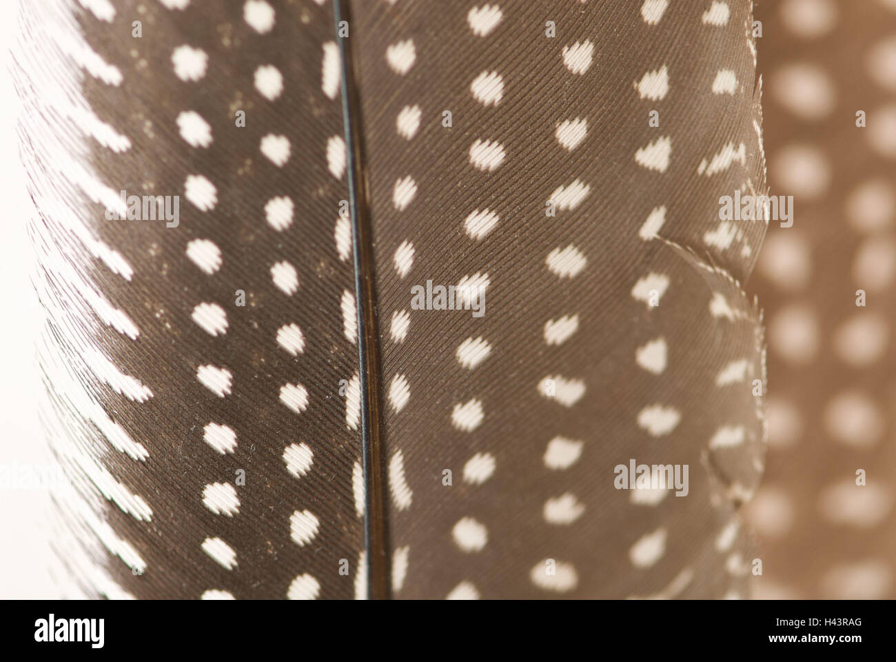 Guinea fowl feather, close up, feather, scored, dots, feather structure ...