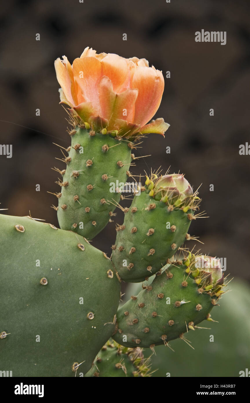 Medium cactus hi-res stock photography and images - Alamy
