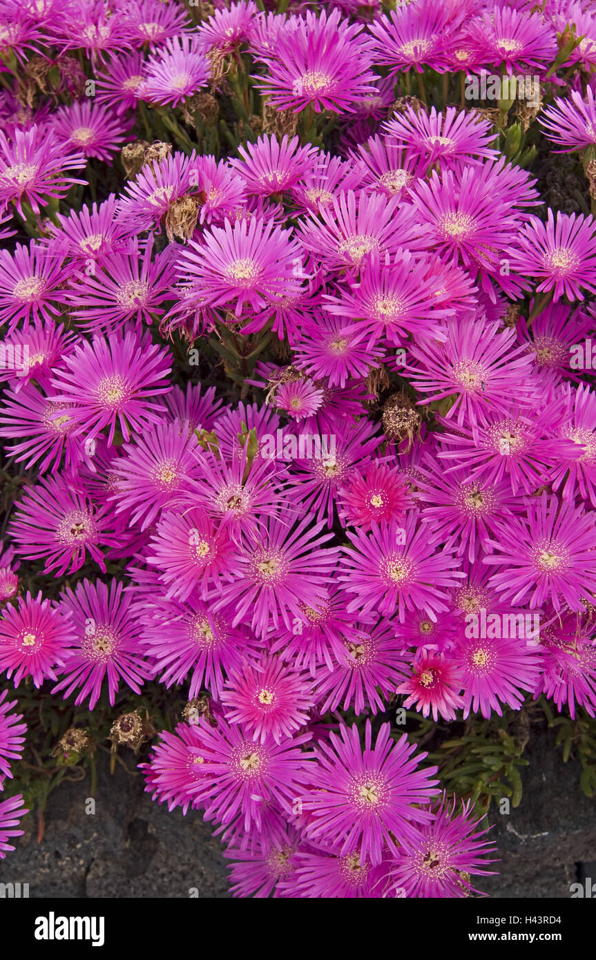 Midday flowers hi-res stock photography and images - Alamy