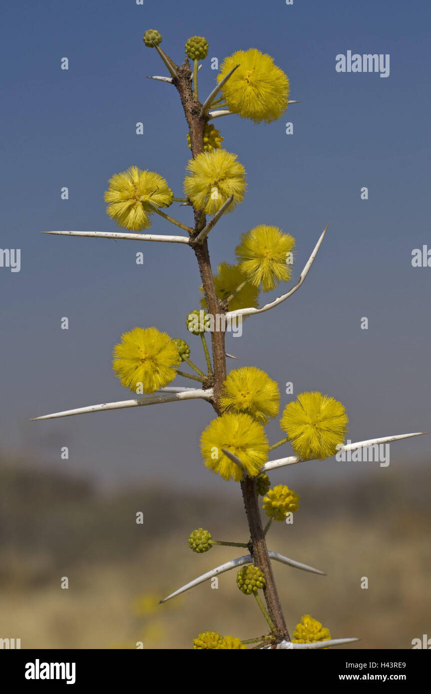 Africa, Namibia, Karmanjab, camel spike tree, detail, branch, blossoms ...