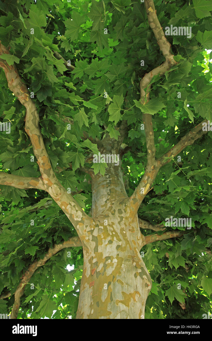 Tree, plane tree, detail Stock Photo - Alamy