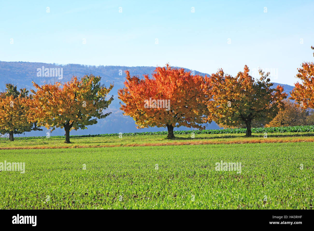 Switzerland, area Basel country, Therwil, field, trees Stock Photo - Alamy