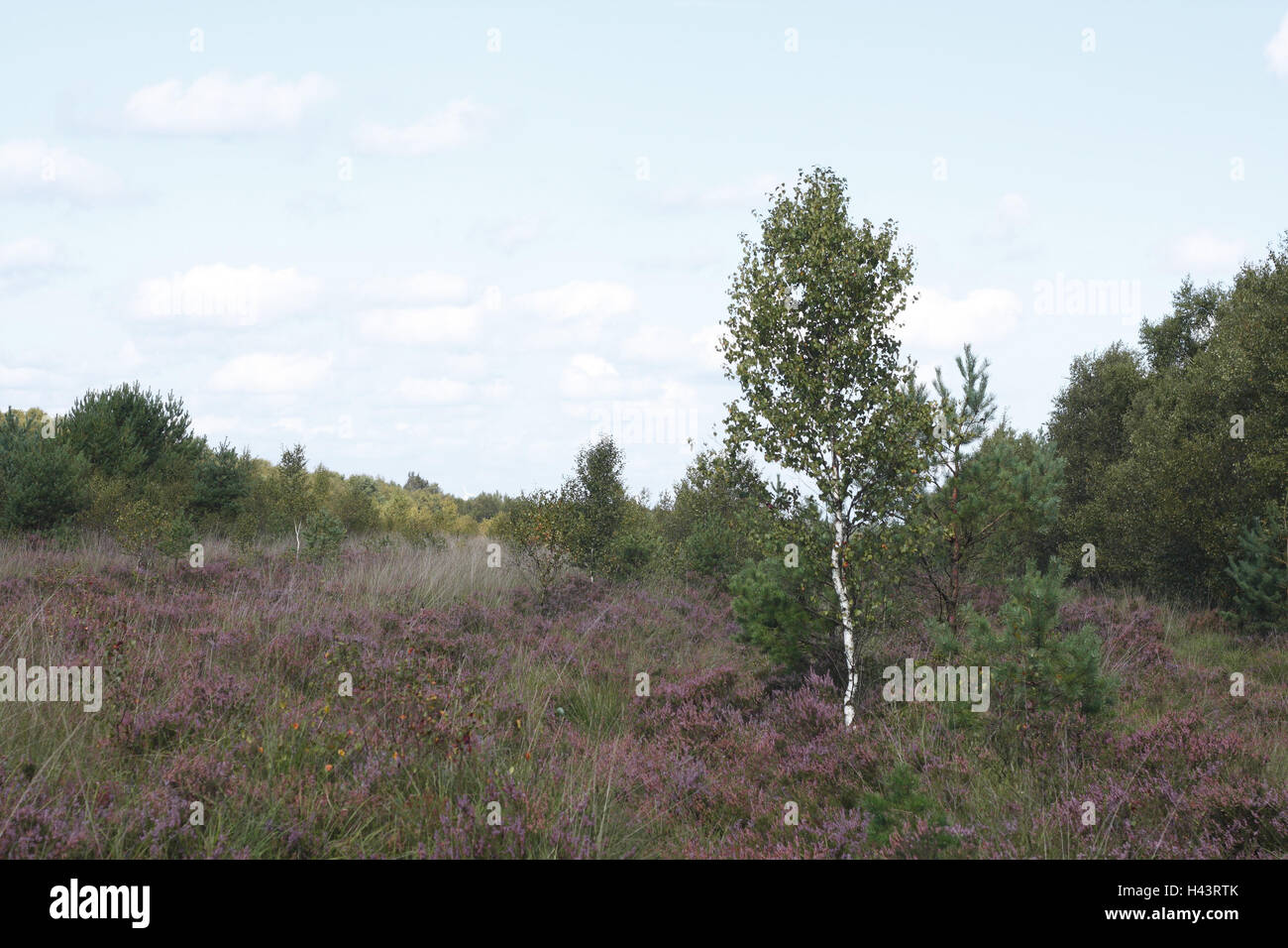 Moor blood hi-res stock photography and images - Alamy