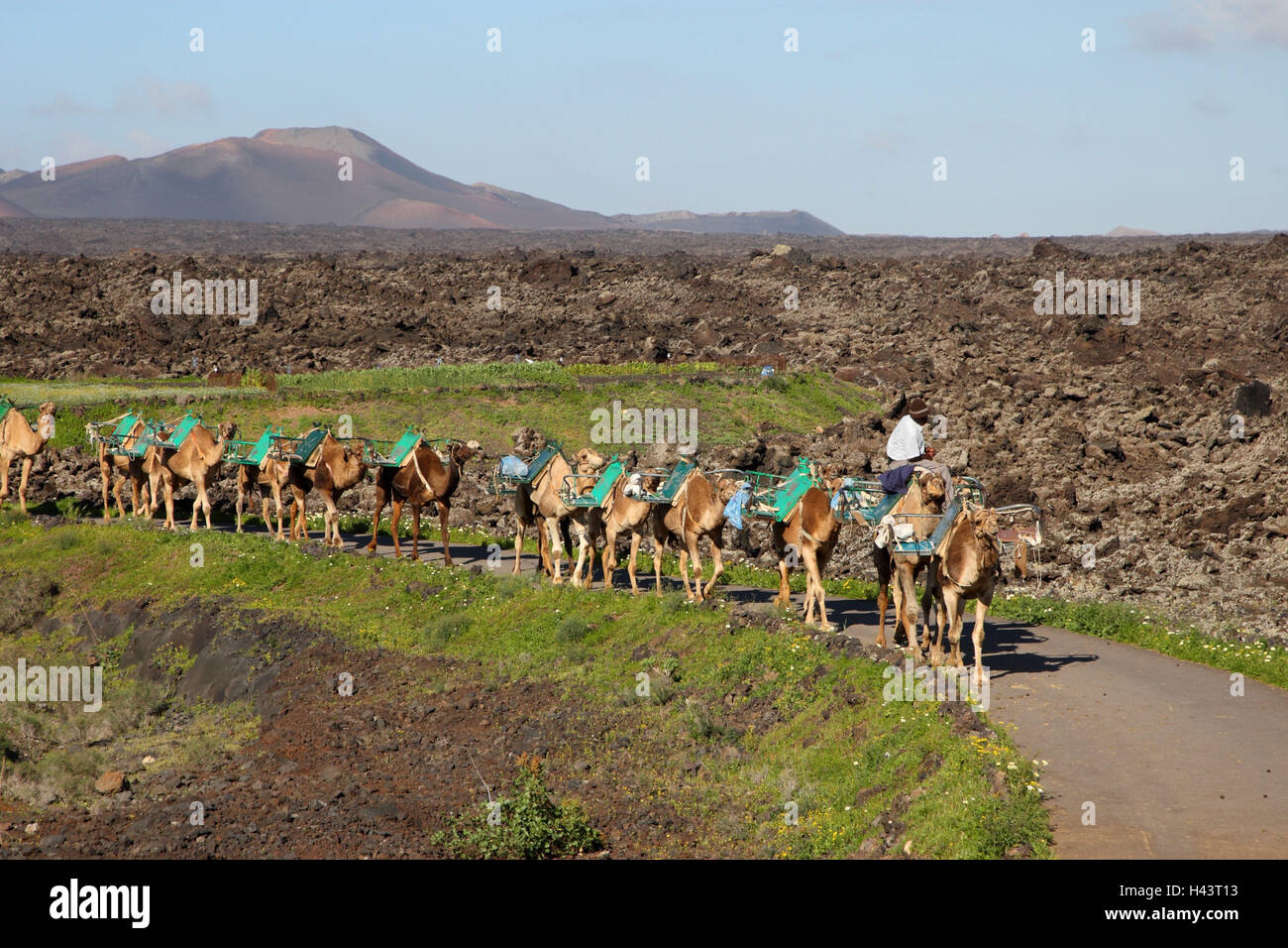 Spain, the Canaries, Lanzarote, dromedaries, riding animals, tourism ...