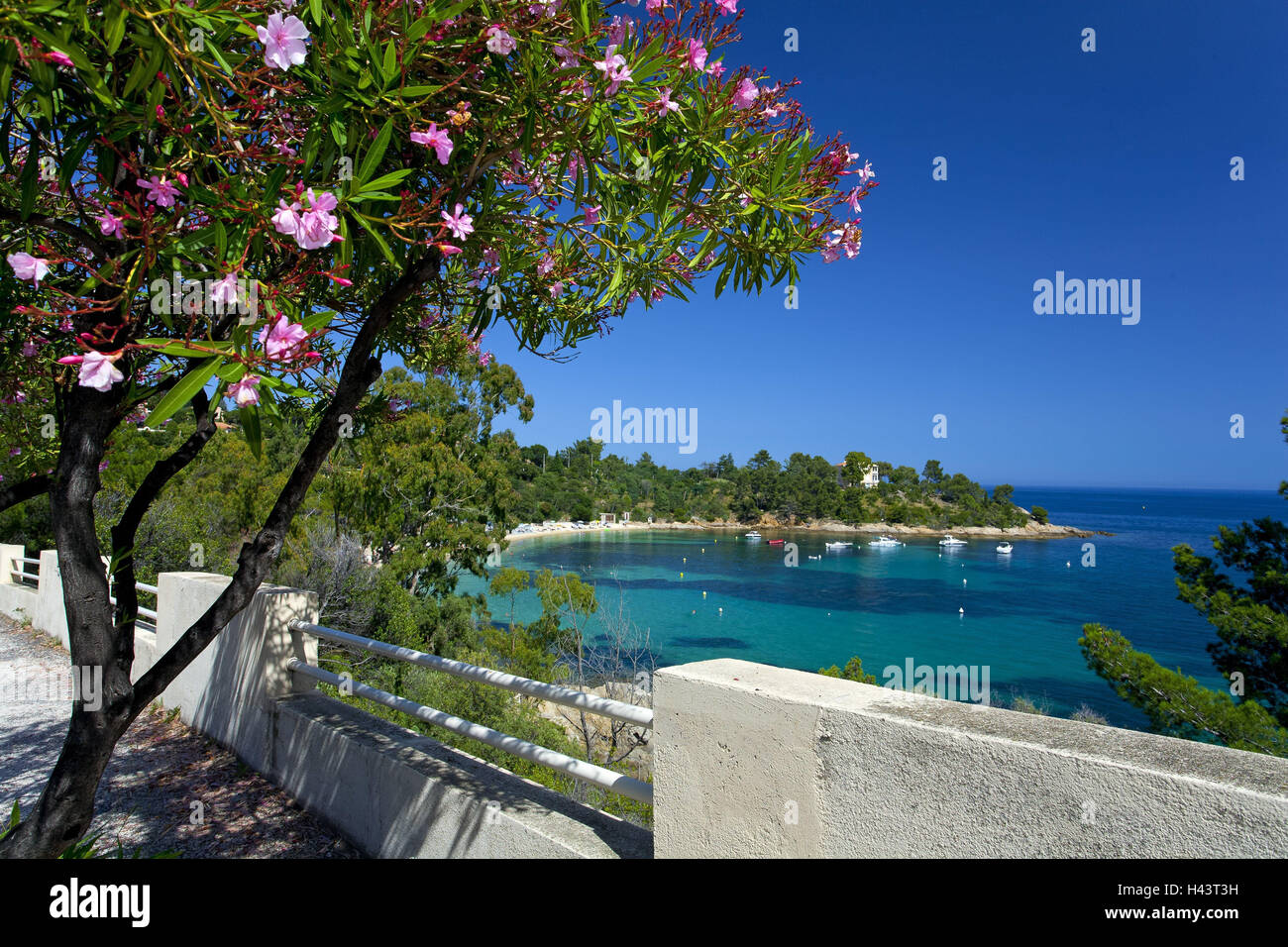 Europe, the South France, Côte d'Azur, bath bay, La Rayol, flower tree ...