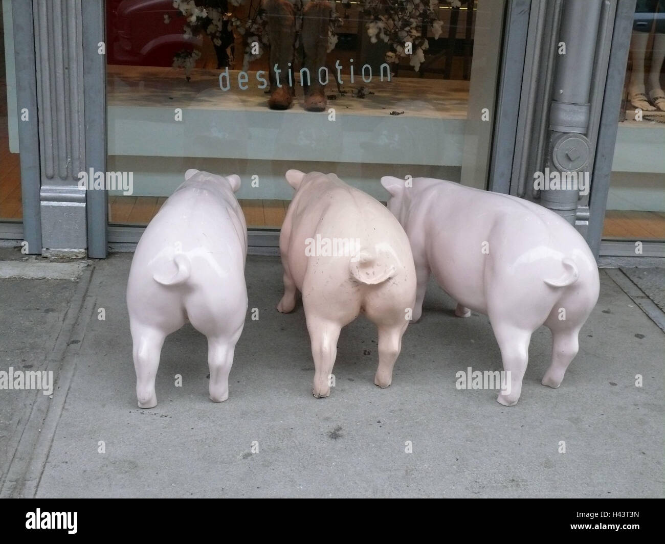 Business, outside, figures, pigs, three, gaze display windows back ...