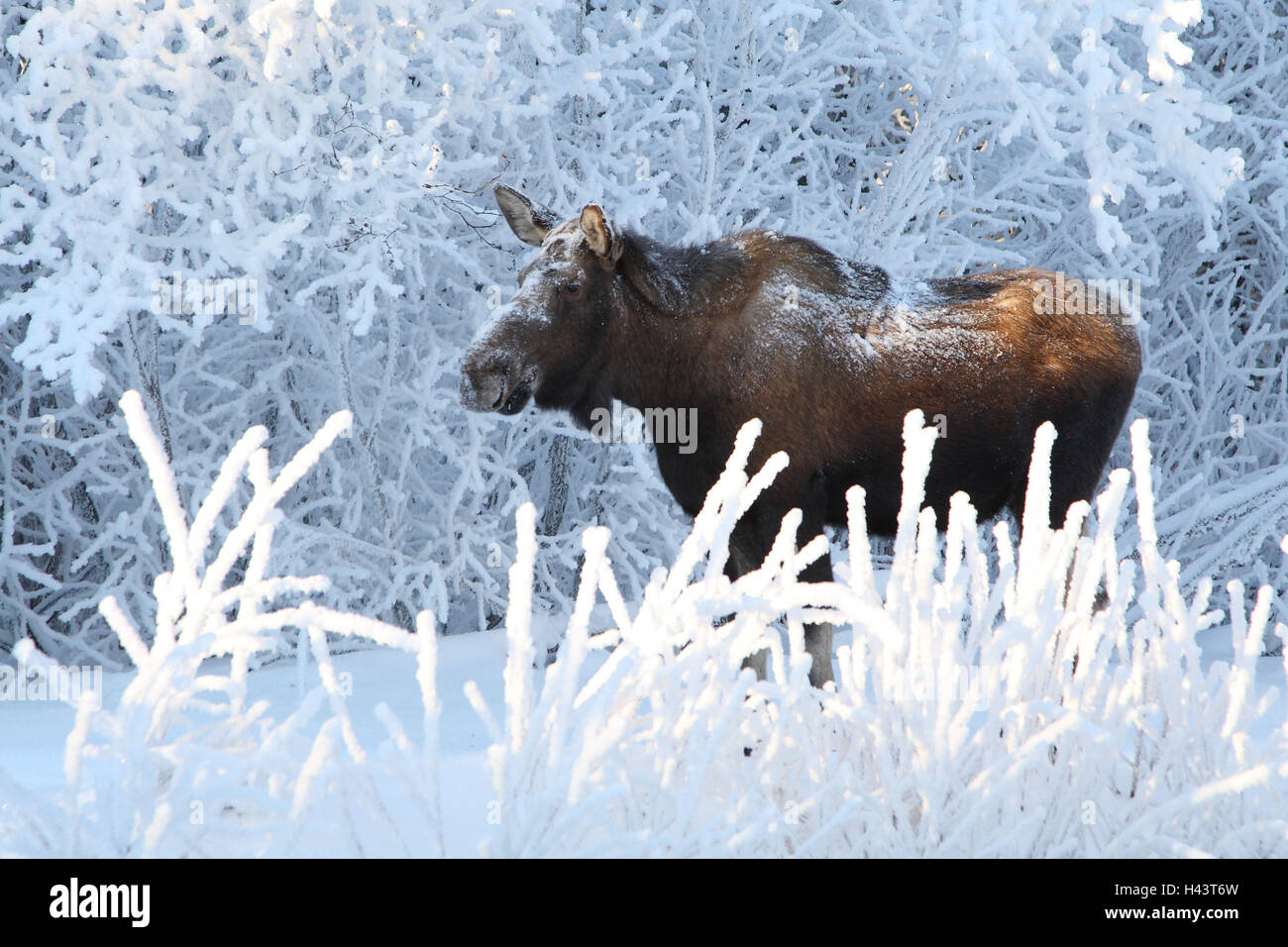 Elk wild animal hi-res stock photography and images - Alamy
