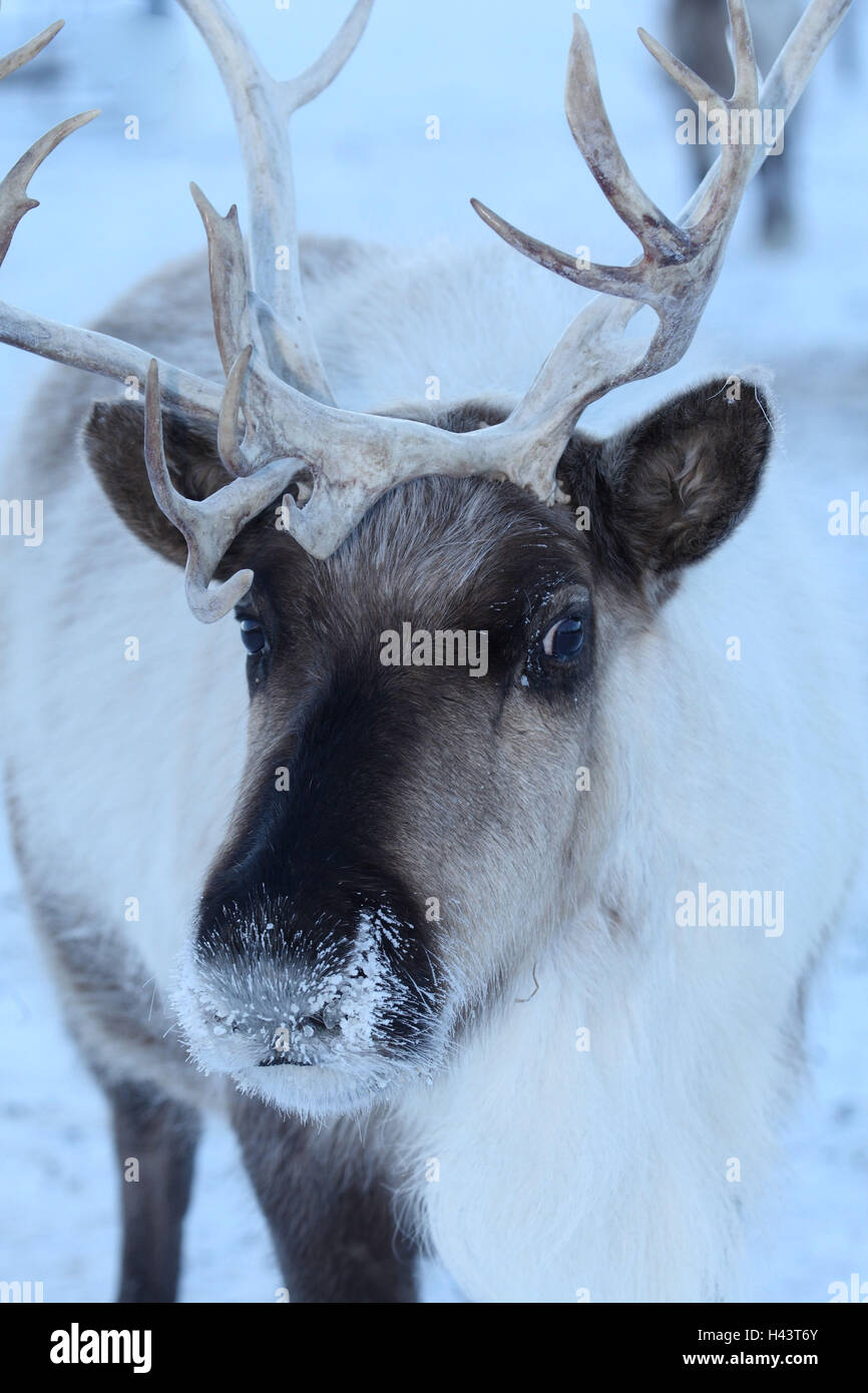 Reindeer winter hi-res stock photography and images - Alamy