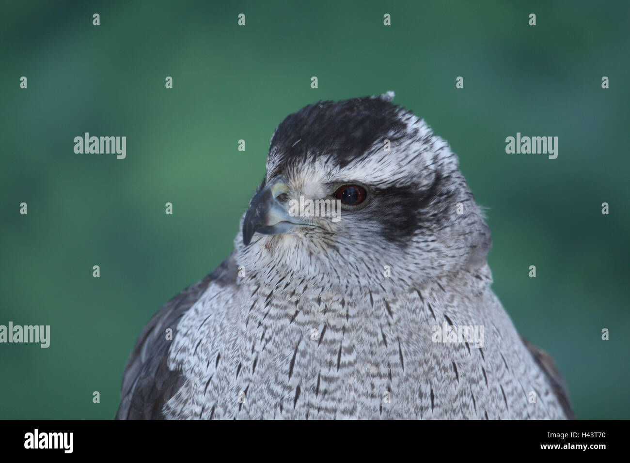 Northern Goshawk Habitat Map
