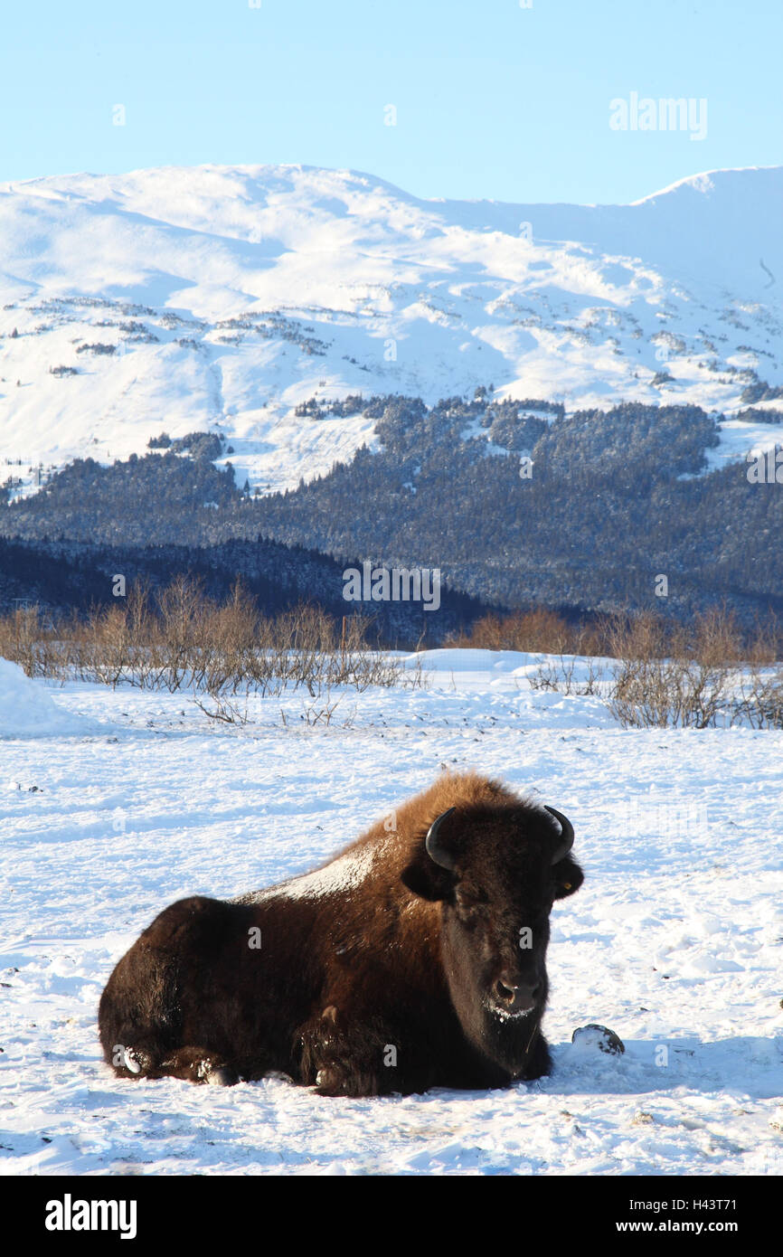 Forest bison, winter Stock Photo - Alamy