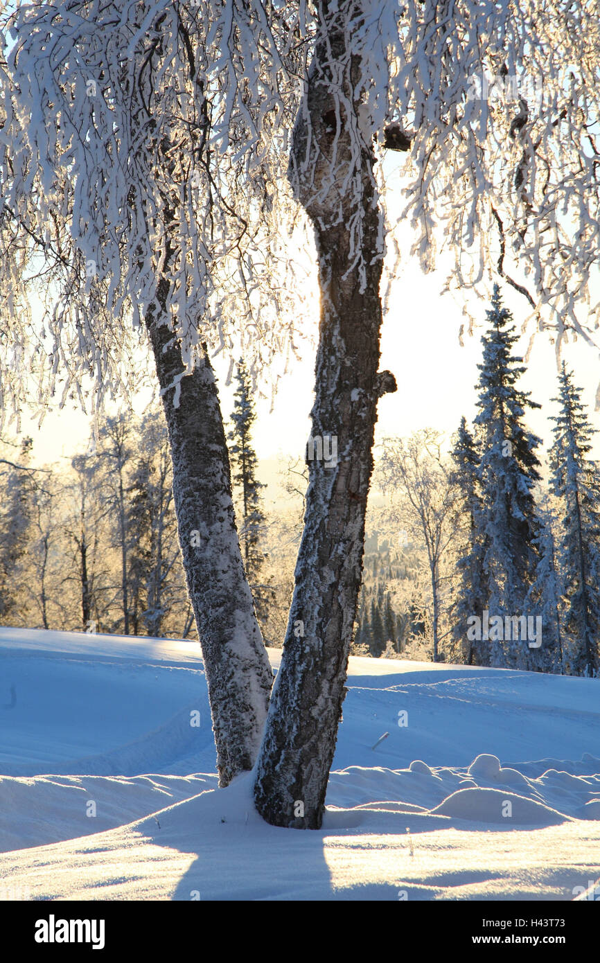 Alaska trees snow hi-res stock photography and images - Alamy
