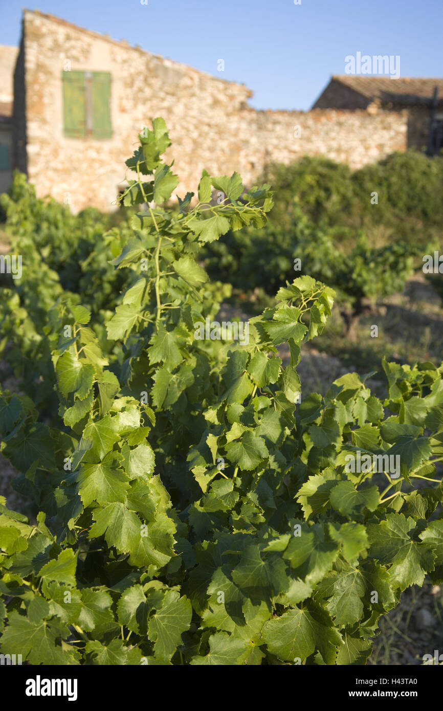 Vines on a stone hi-res stock photography and images - Alamy