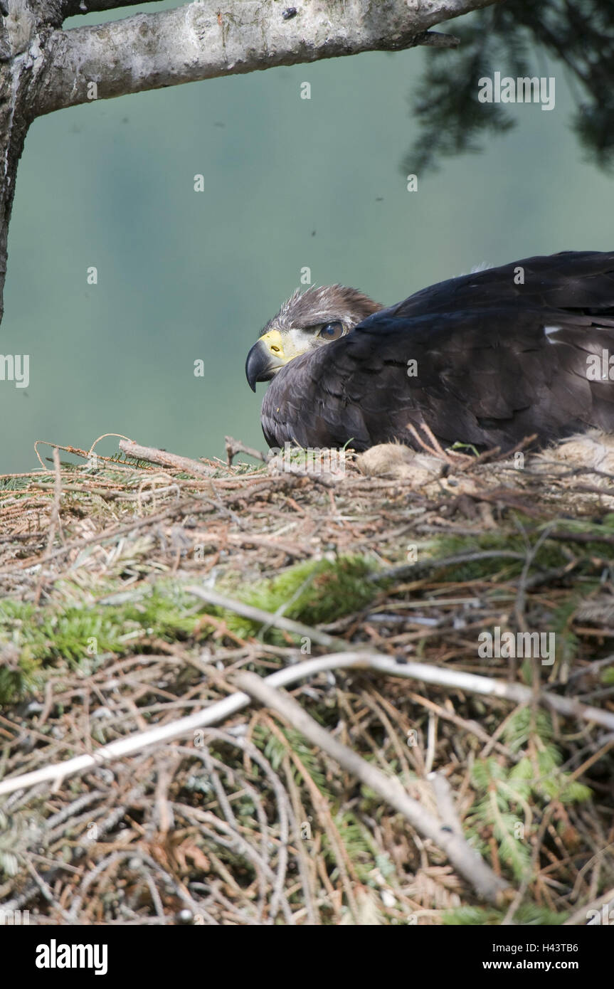 Stone eagles, young animal, side view, sit, eyrie, Mau Reportage, stone ...