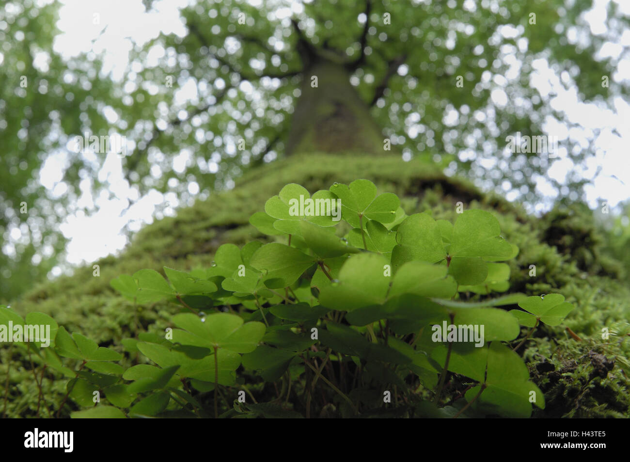 Tree trunk top hi-res stock photography and images - Alamy