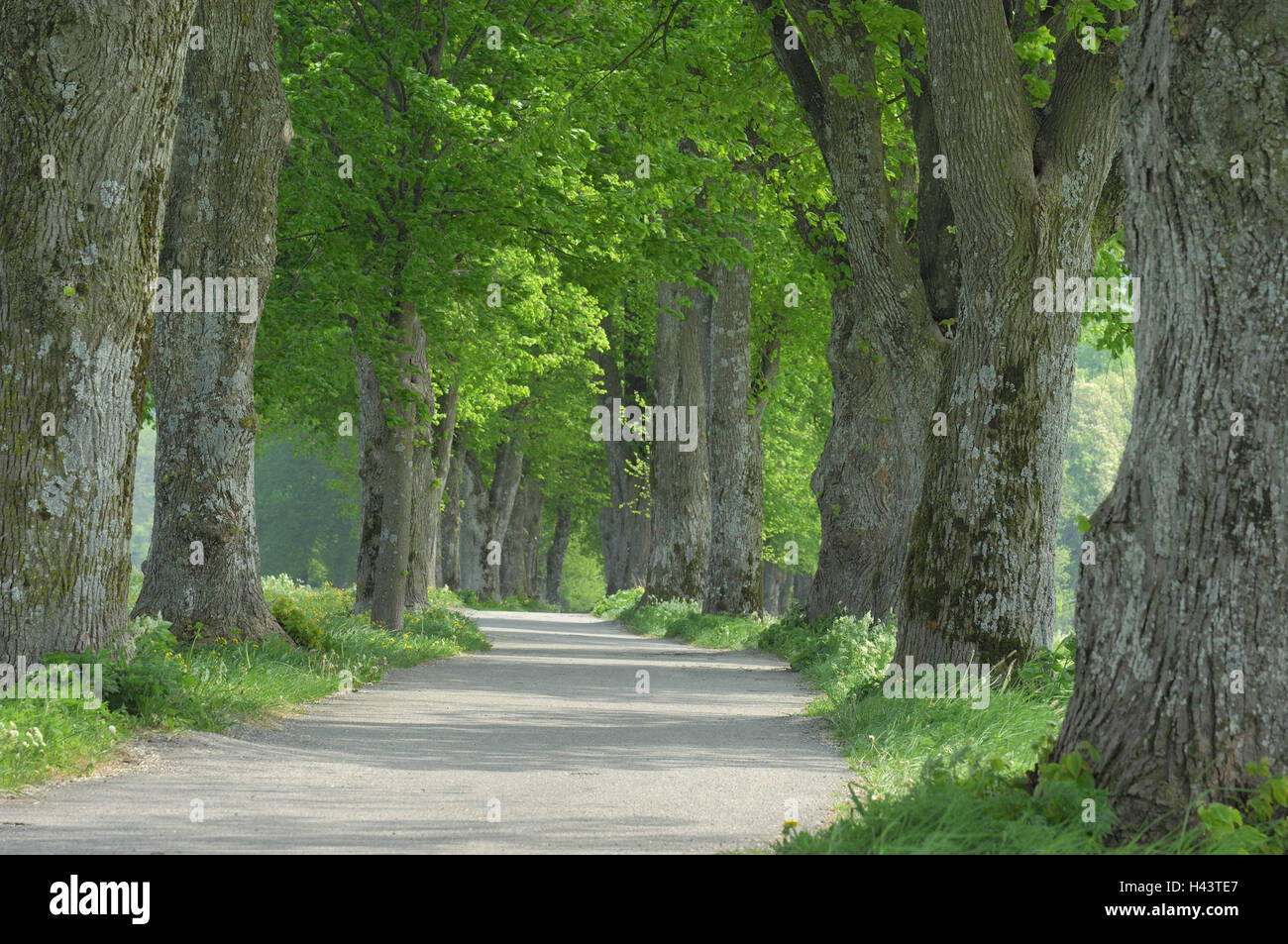Avenue lime trees hi-res stock photography and images - Alamy