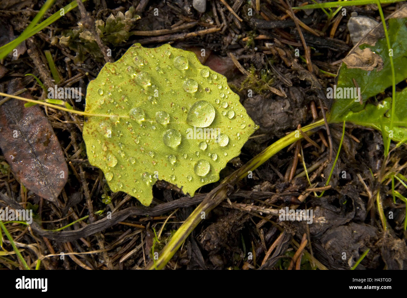 Leaf, Raindrop, forest floor, close-up Stock Photo - Alamy