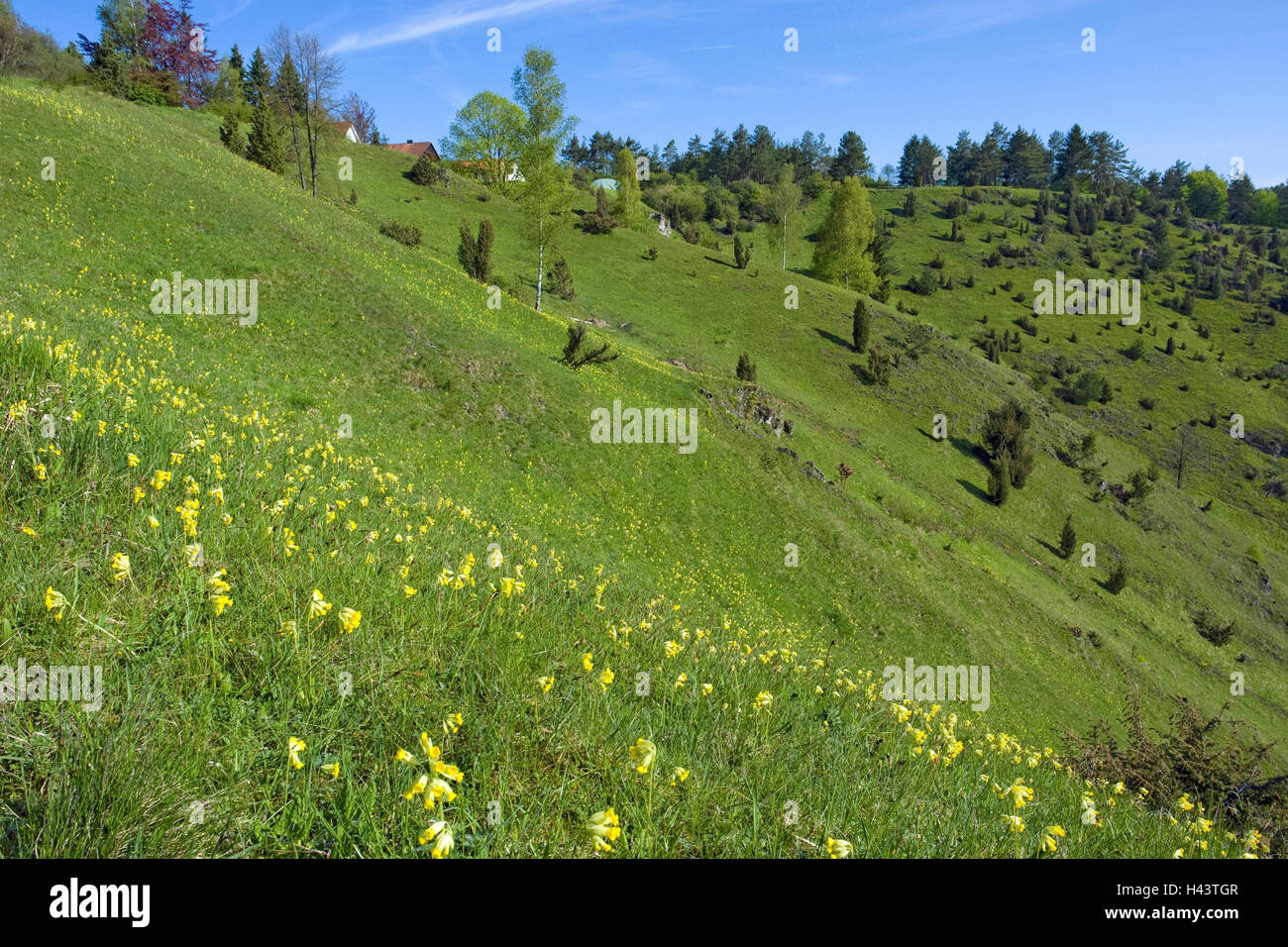 Germany, Bavaria, Pottenstein, mountainside, spring, dry grassland ...