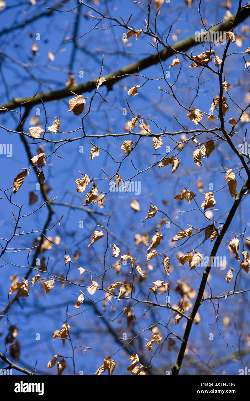 Broad-leaved tree, branch, autumn leaves Stock Photo - Alamy