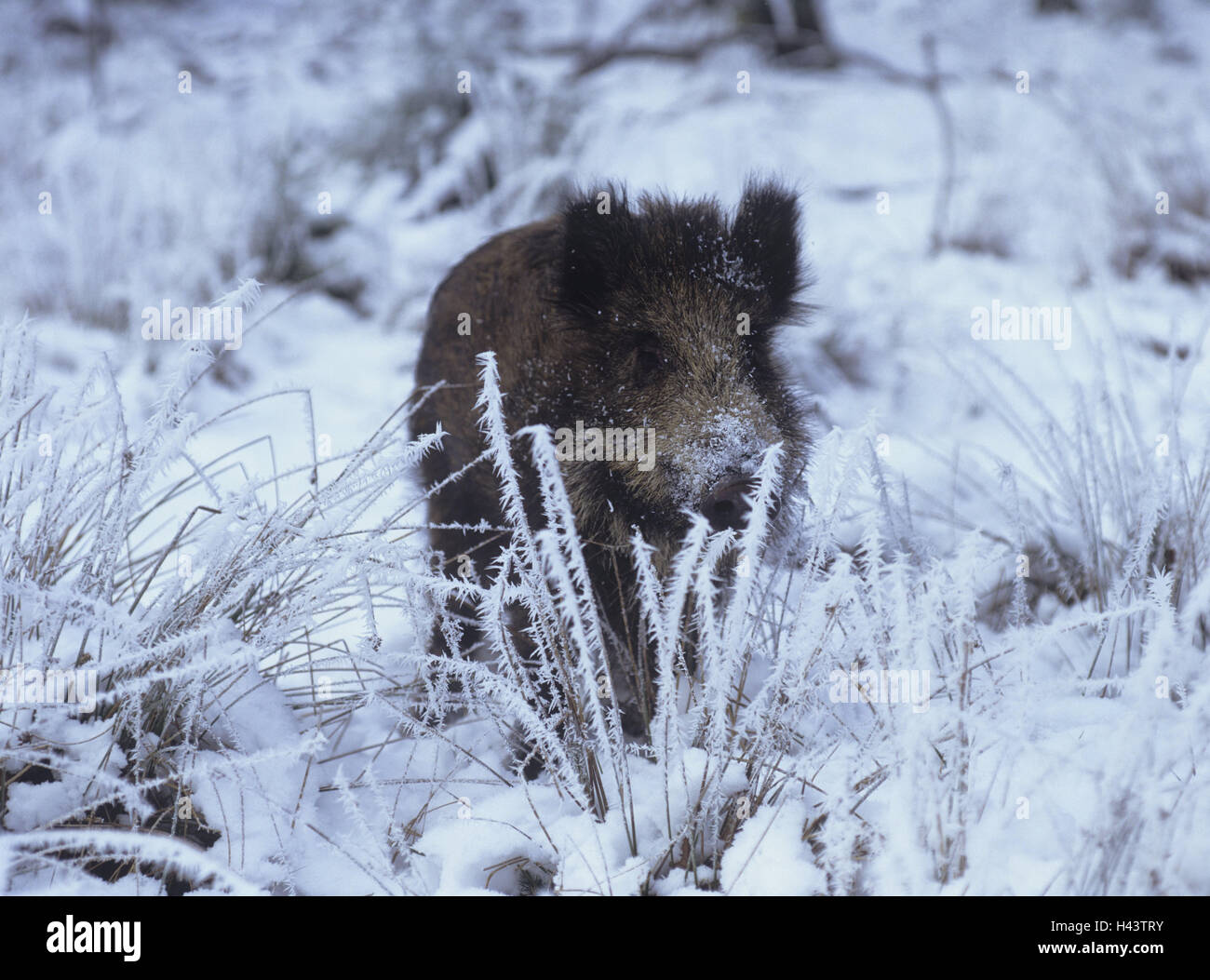 World of wildlife hi-res stock photography and images - Alamy