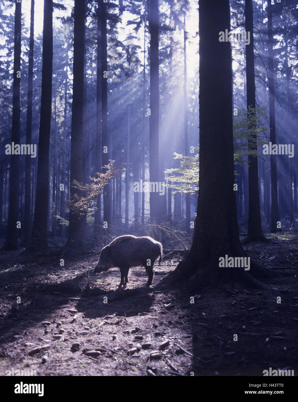 Wild boar, Sus scrofa, wood, back light, animal world, wilderness ...