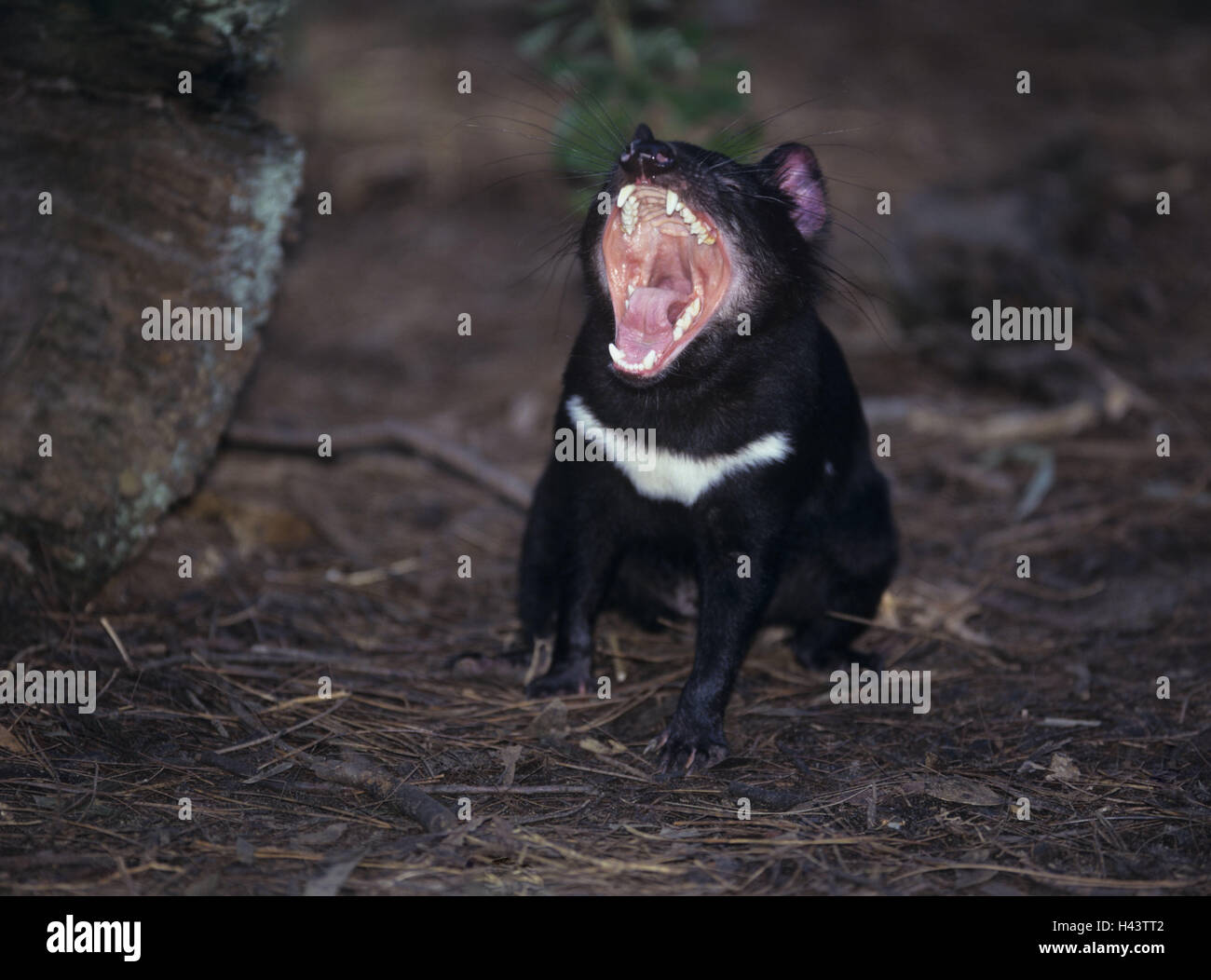 Tasmanian devil, Sacrophilus harrisi, yawn, Australia, animal world ...