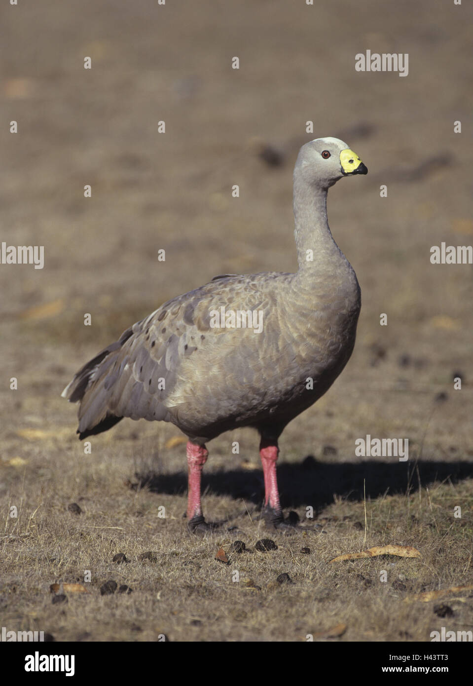 Cape ingot goose hi-res stock photography and images - Alamy
