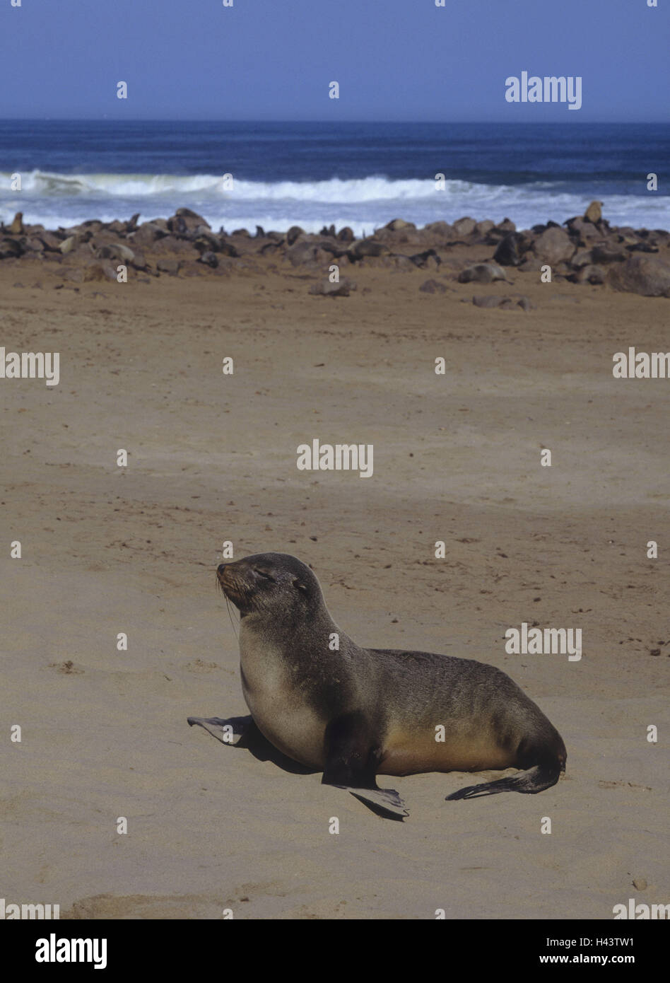 Sandy beach, dwarf's fur seal, Arctocephalus pusillus, otary, predator ...