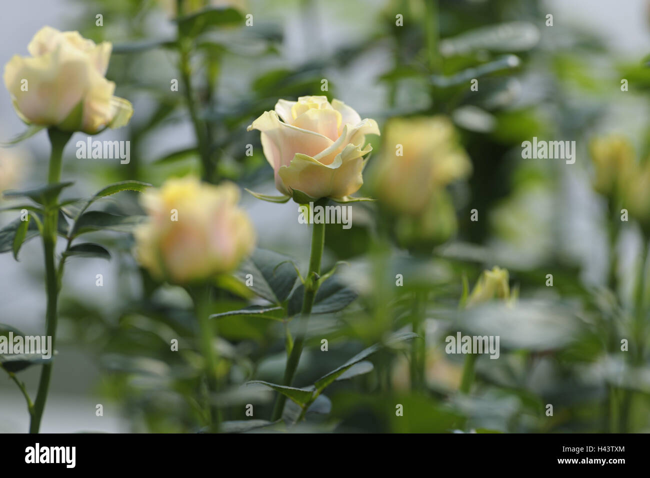 Rose Breeding High Resolution Stock Photography and Images - Alamy