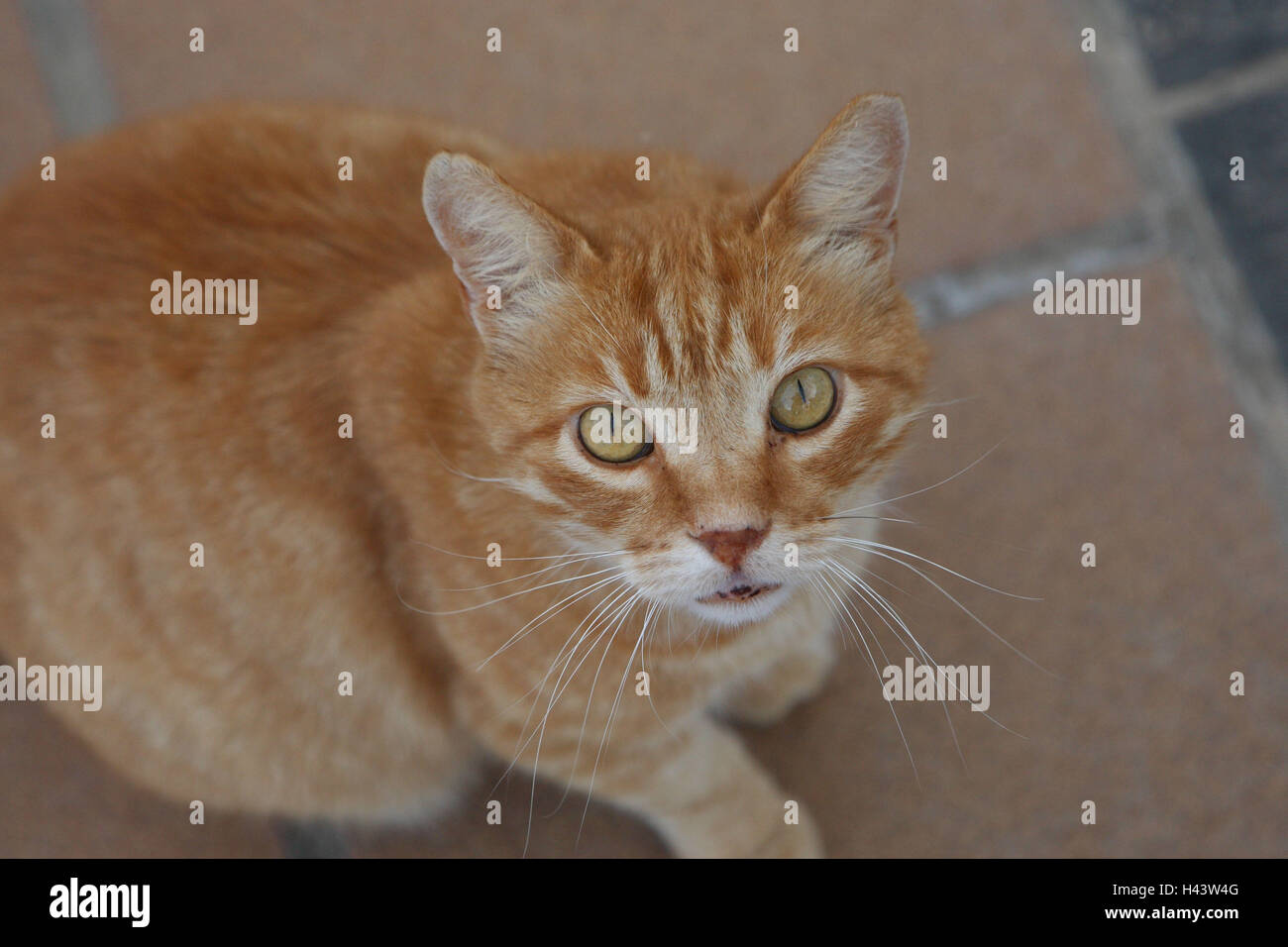 House cat, view camera, from above Stock Photo - Alamy