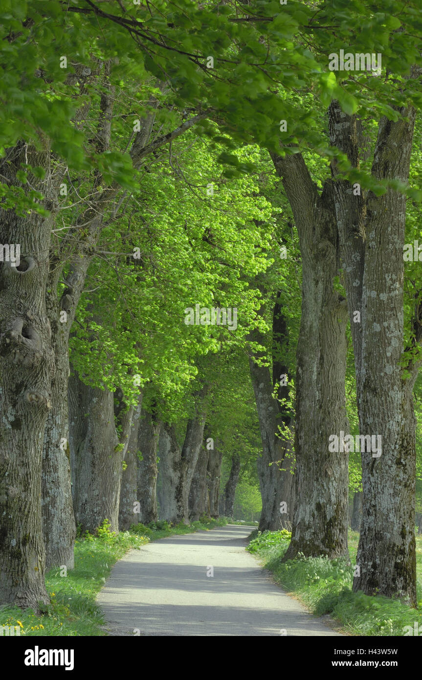 Avenue, lime-trees, street, spring, Tilia platyphyllos Stock Photo - Alamy