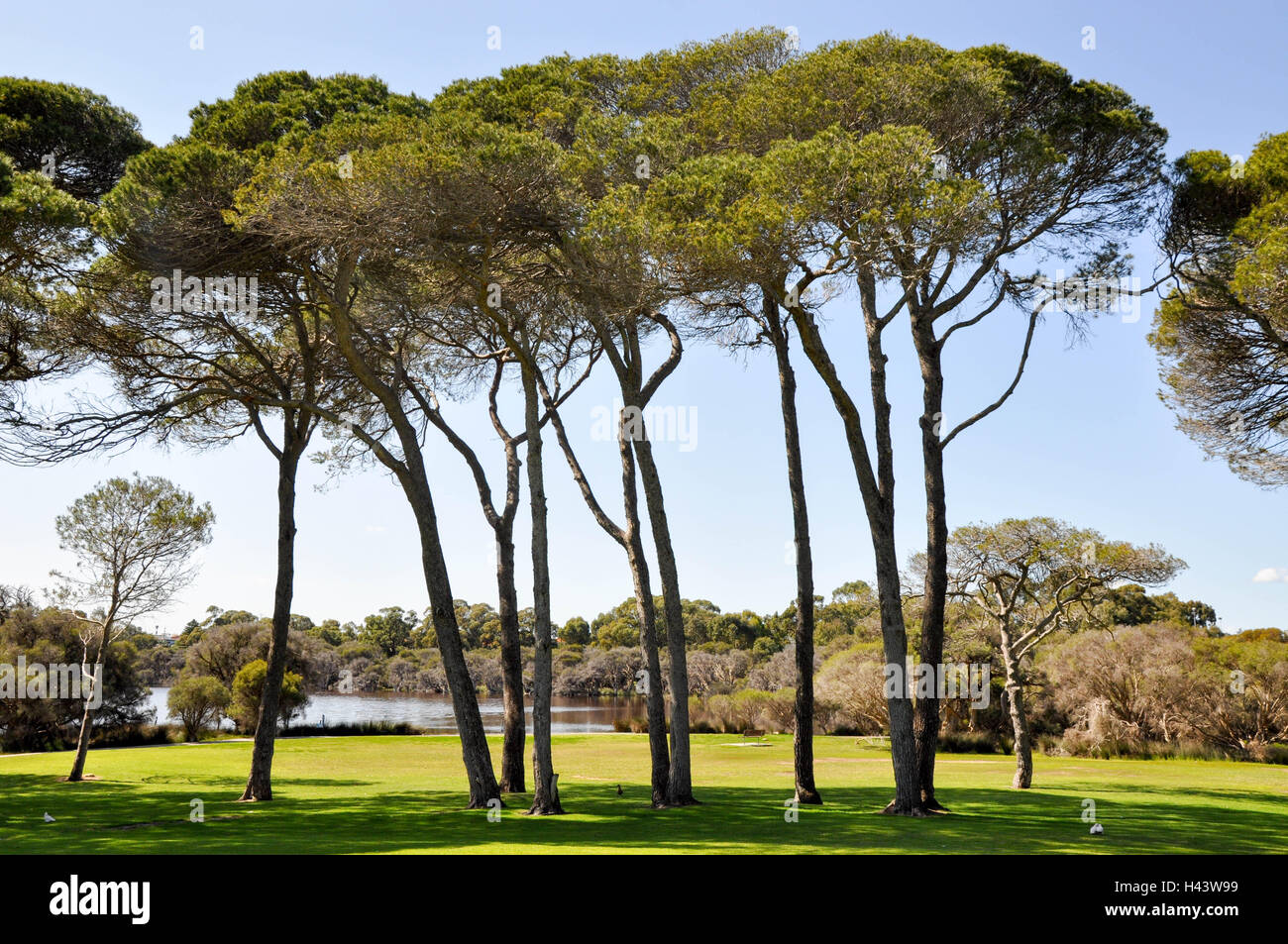 Tall trees with leafy tops at Manning Park with lake and wetland flora ...