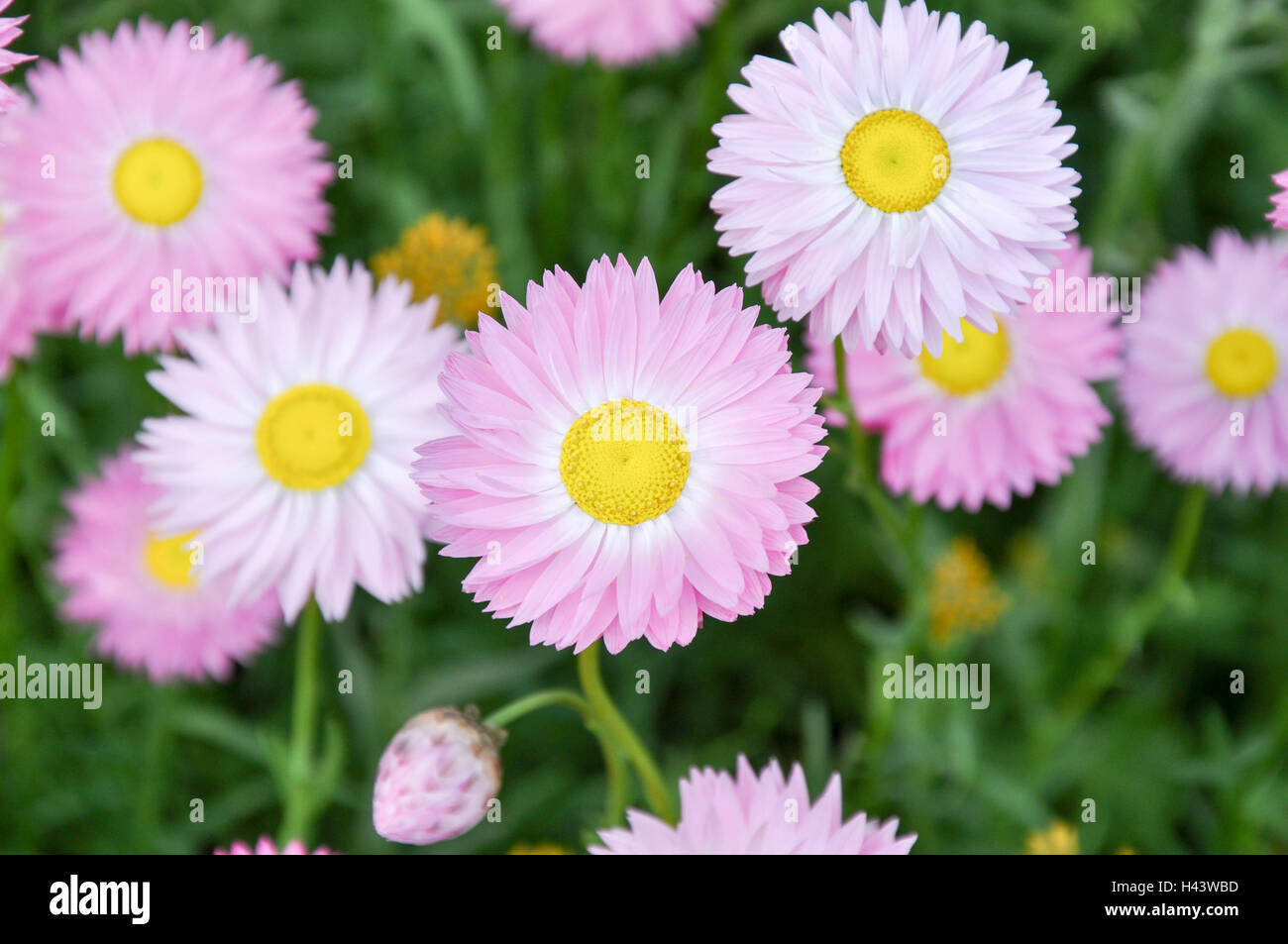 Vivid full frame of pink paper daisies with bright yellow stamens in ...