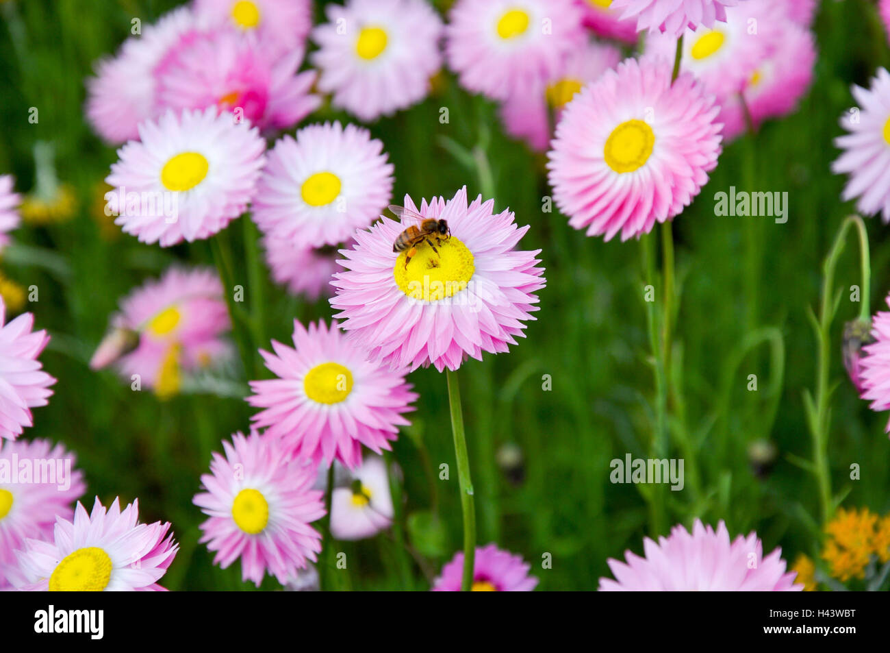 Wild bee with pollen on it's leg on a pink paper daisy in garden at ...