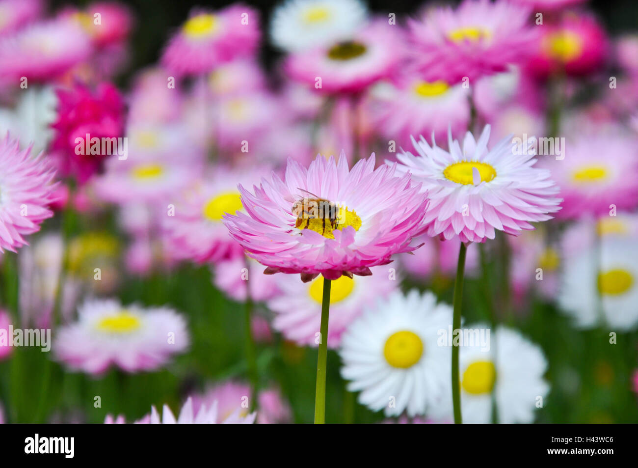Closeup of bee with pollen on pink paper daisy with field in the ...